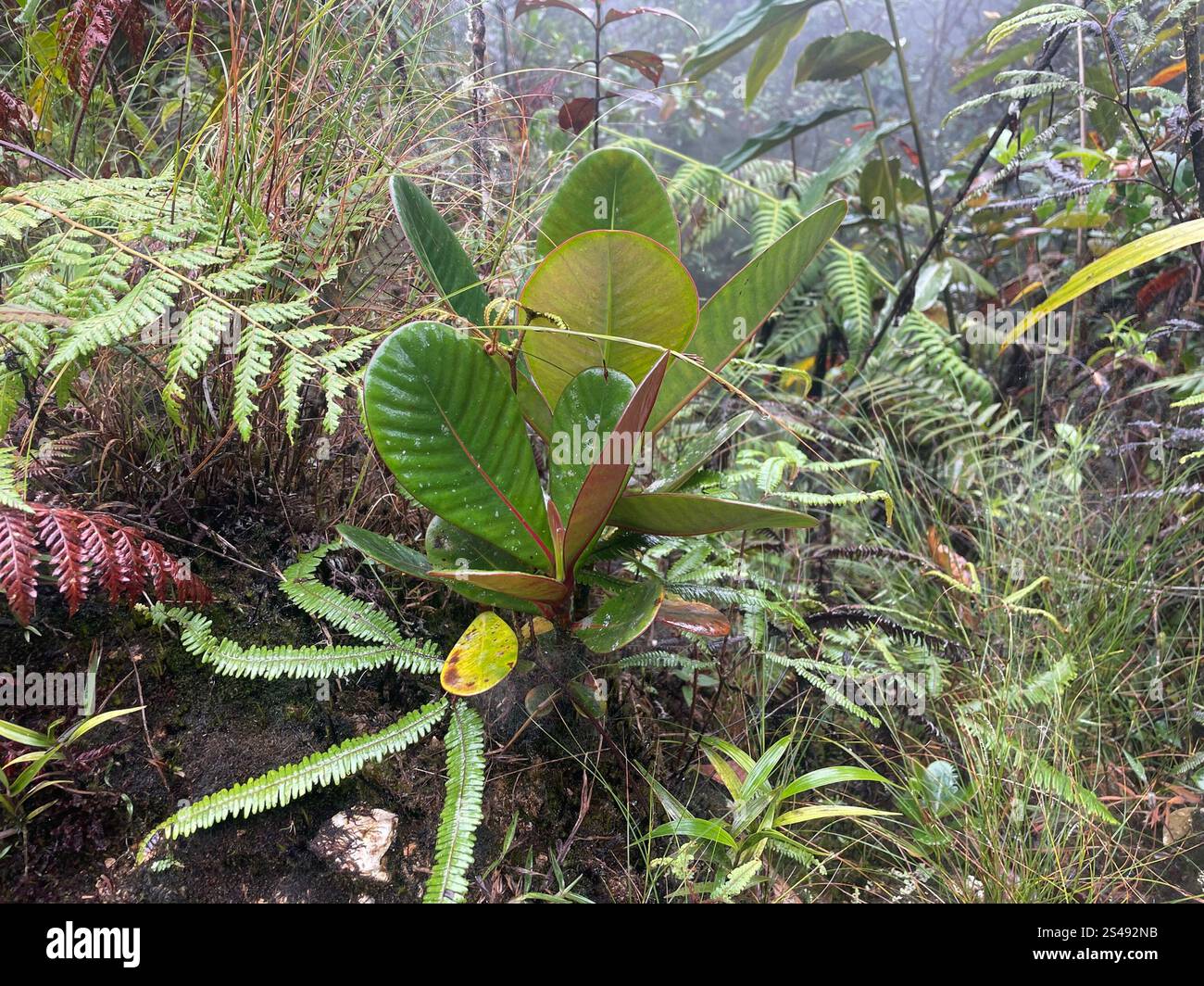attorney trees (Clusia Stock Photo - Alamy