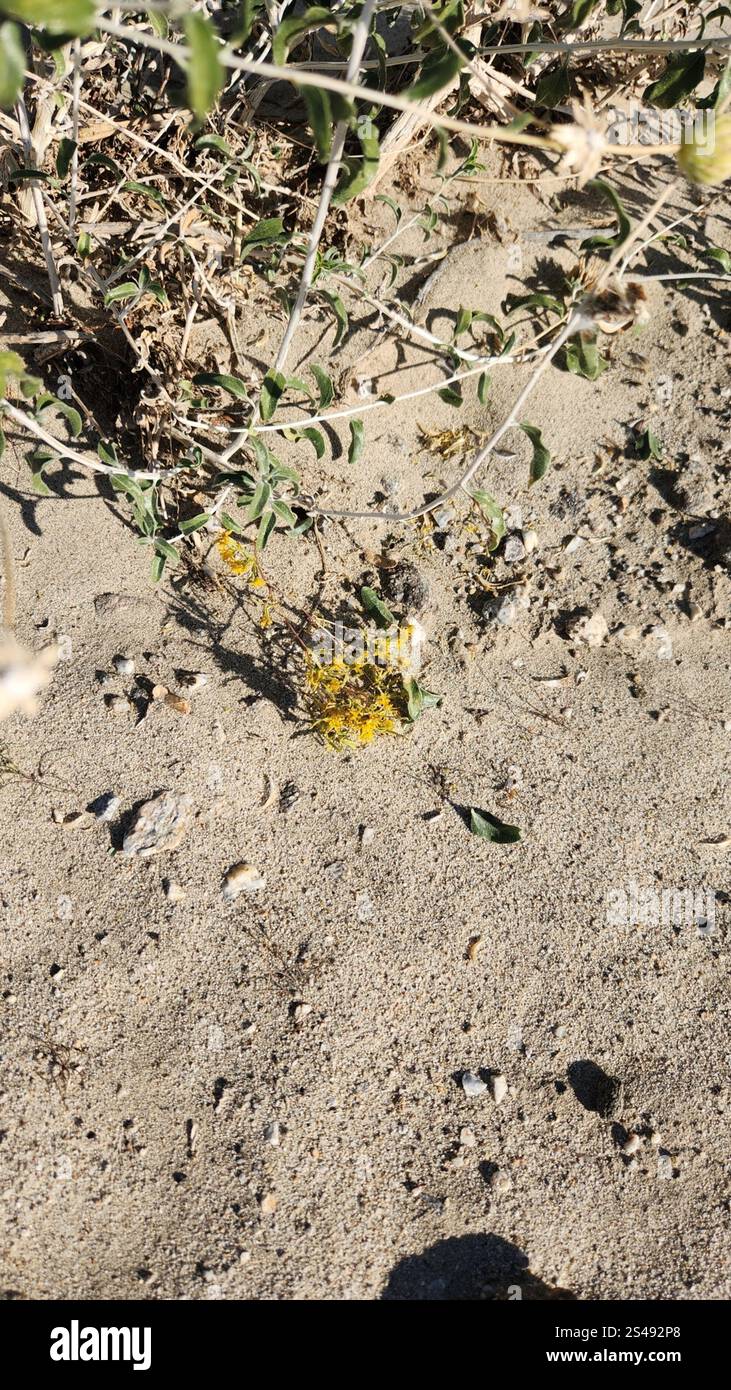 Chinchweed (Pectis papposa Stock Photo - Alamy