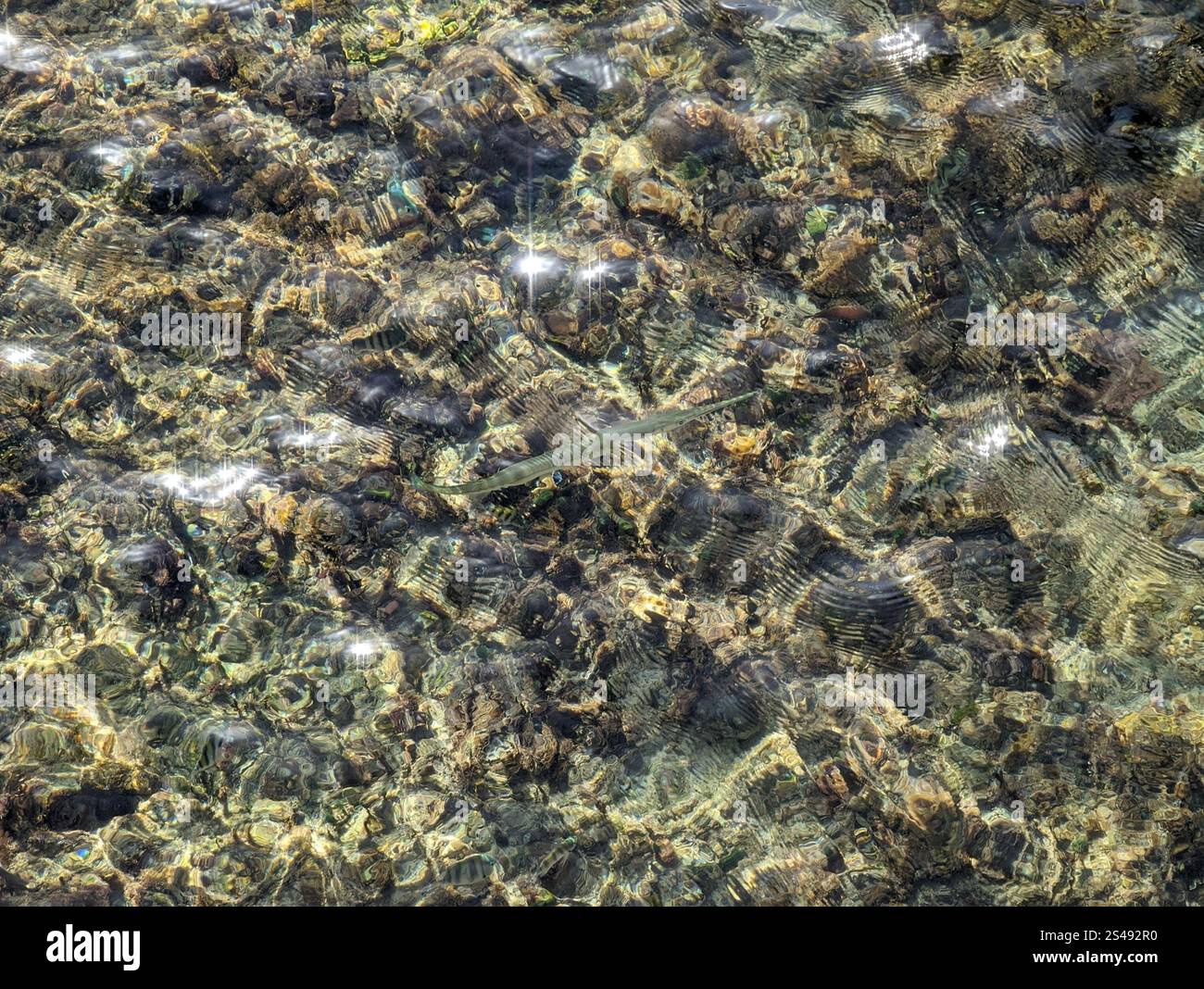 Houndfish (Tylosurus crocodilus Stock Photo - Alamy