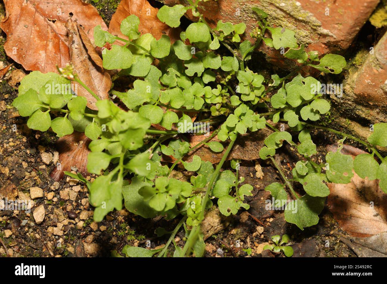 hairy bittercress (Cardamine hirsuta Stock Photo - Alamy