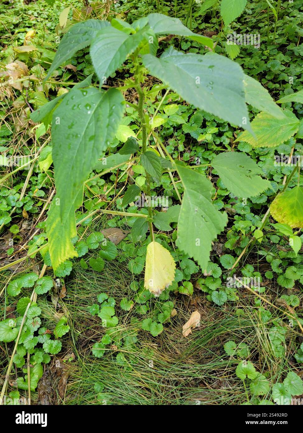 wood nettle (Laportea canadensis Stock Photo - Alamy