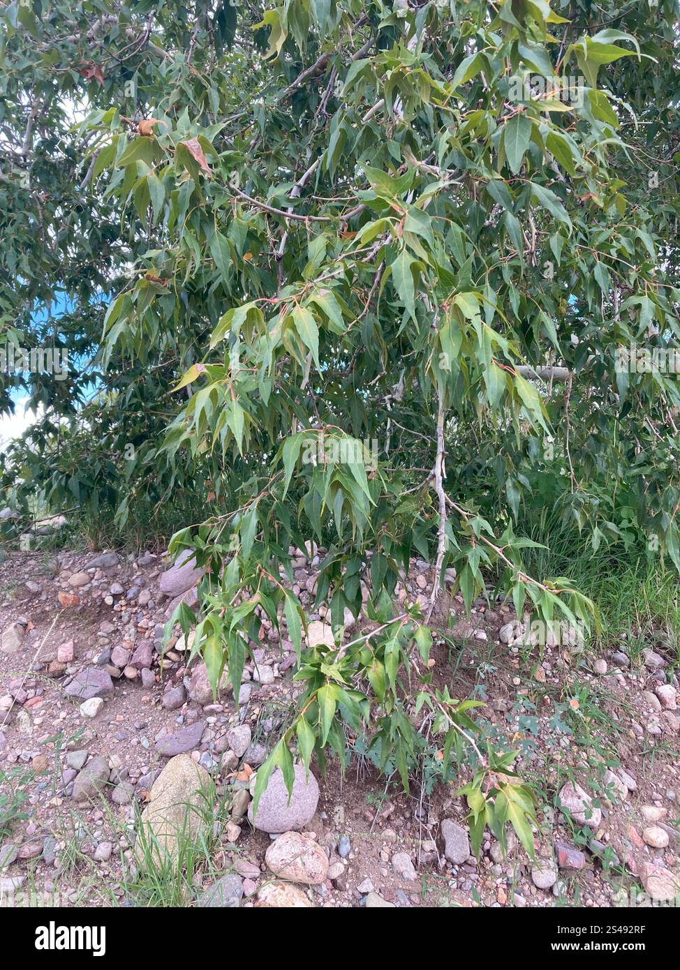 Arizona sycamore (Platanus wrightii Stock Photo - Alamy