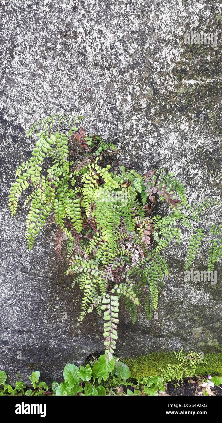 Cunningham's maidenhair (Adiantum cunninghamii Stock Photo - Alamy