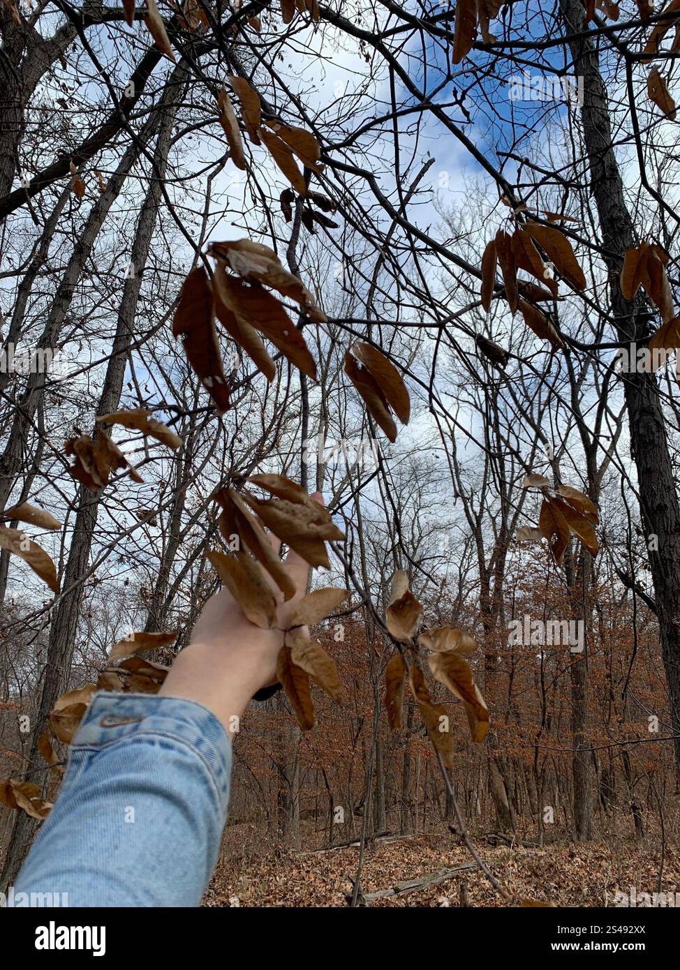 shingle oak (Quercus imbricaria Stock Photo - Alamy