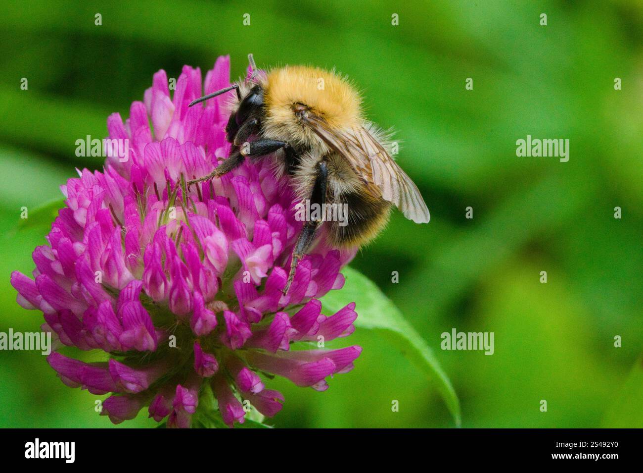 Common Carder Bumble Bee (Bombus pascuorum Stock Photo - Alamy