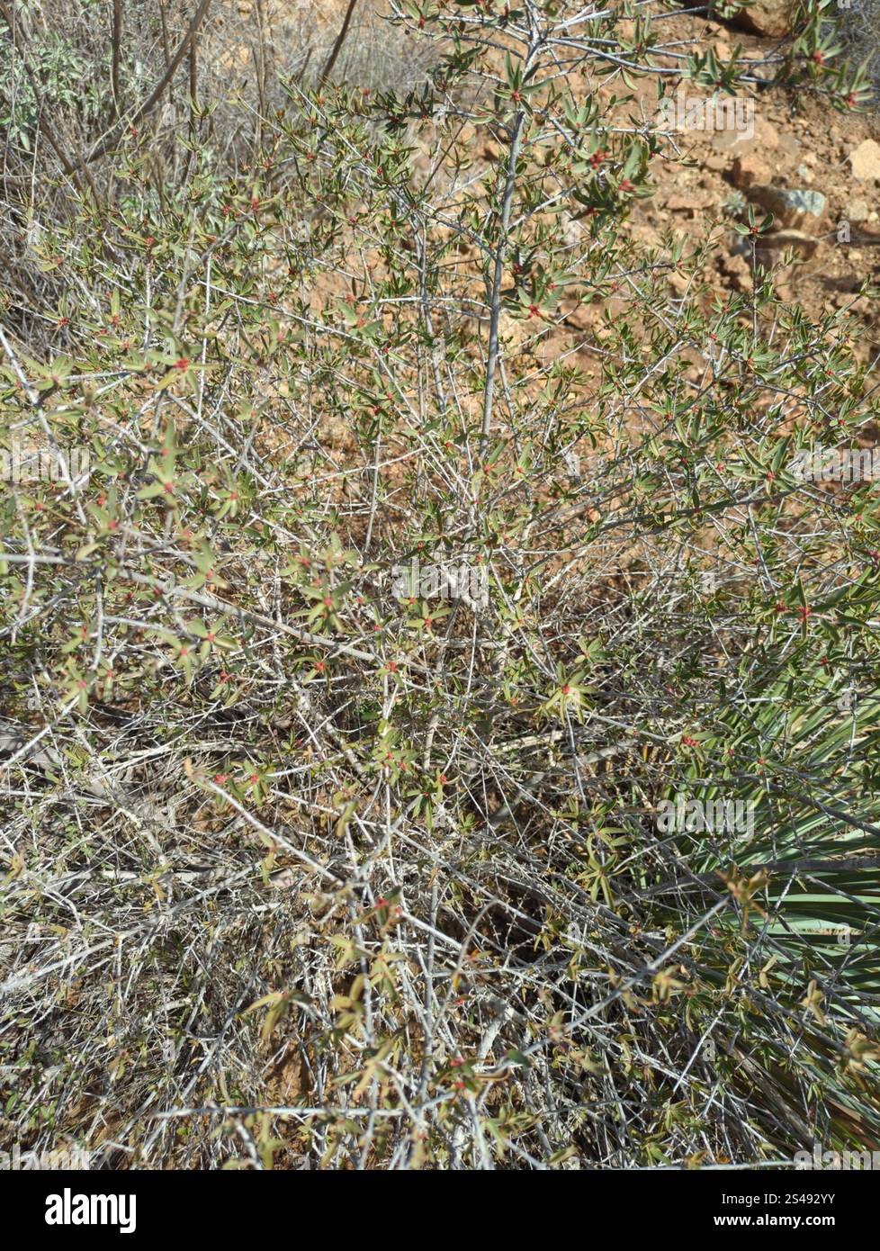 parry's tetracoccus (Tetracoccus dioicus Stock Photo - Alamy