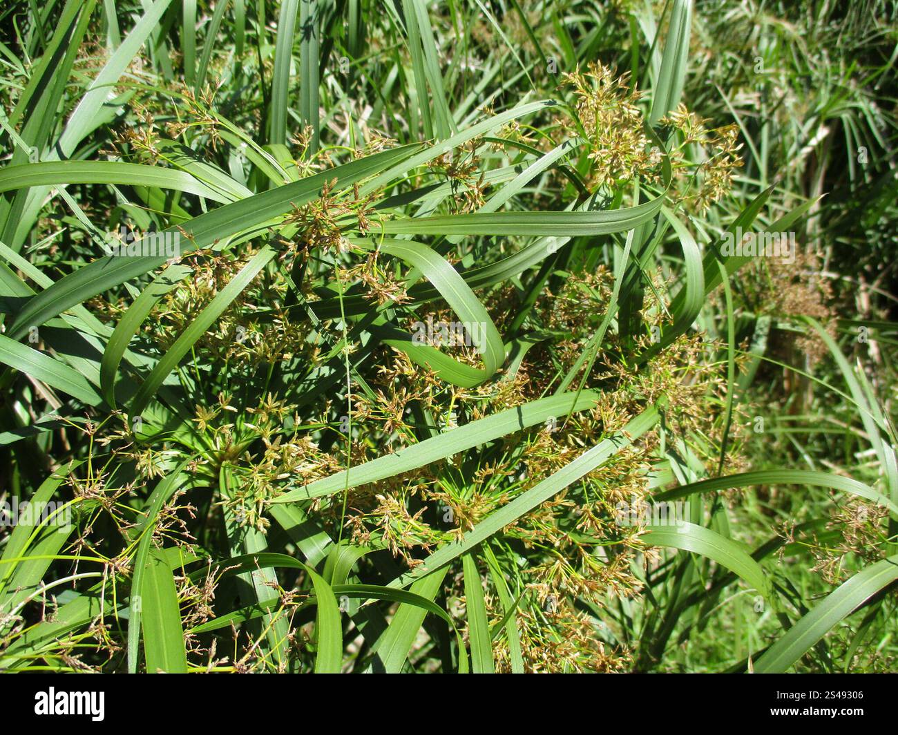 Mat Sedge (Cyperus textilis Stock Photo - Alamy