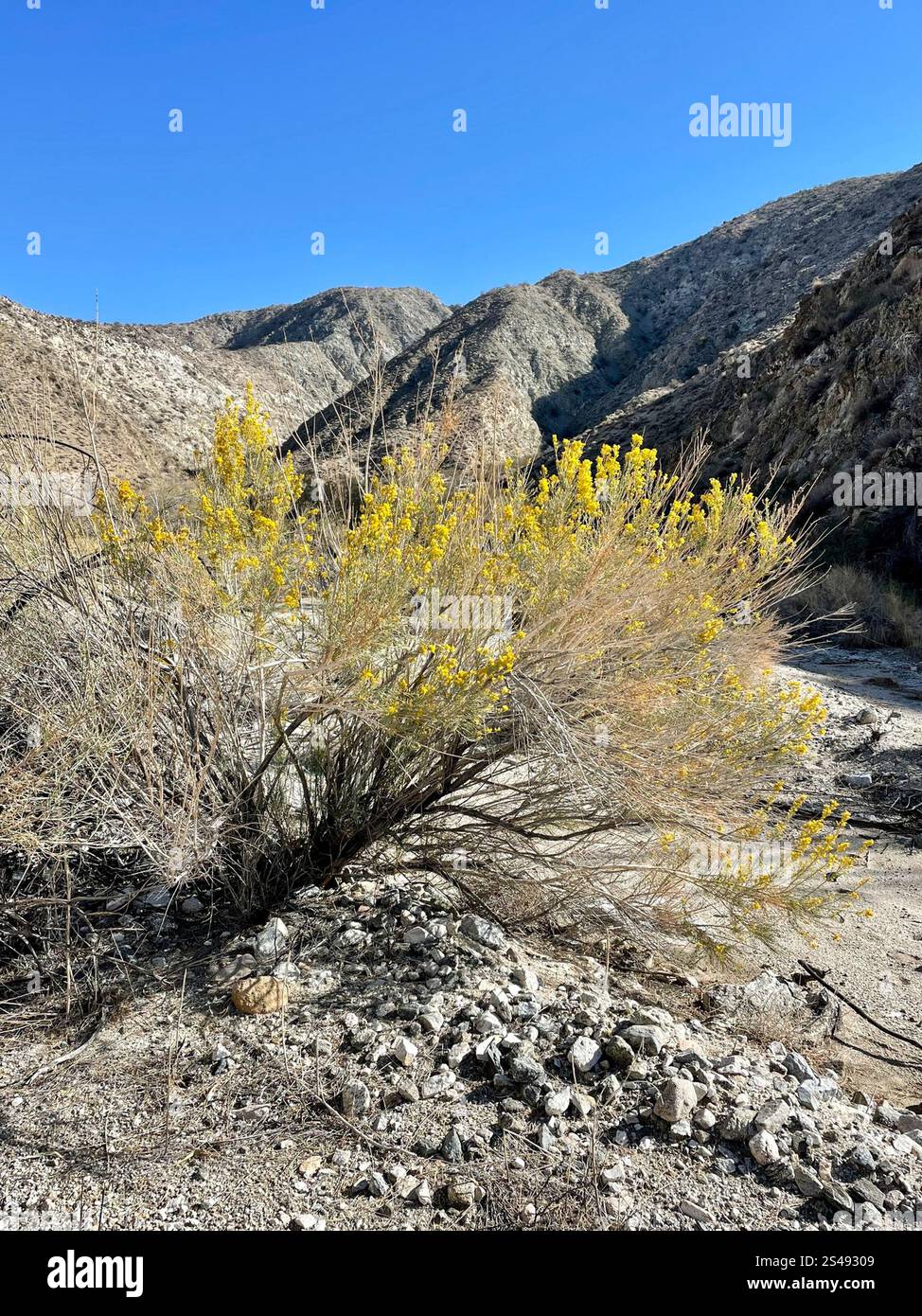 Black-banded Rabbitbrush (Ericameria paniculata Stock Photo - Alamy
