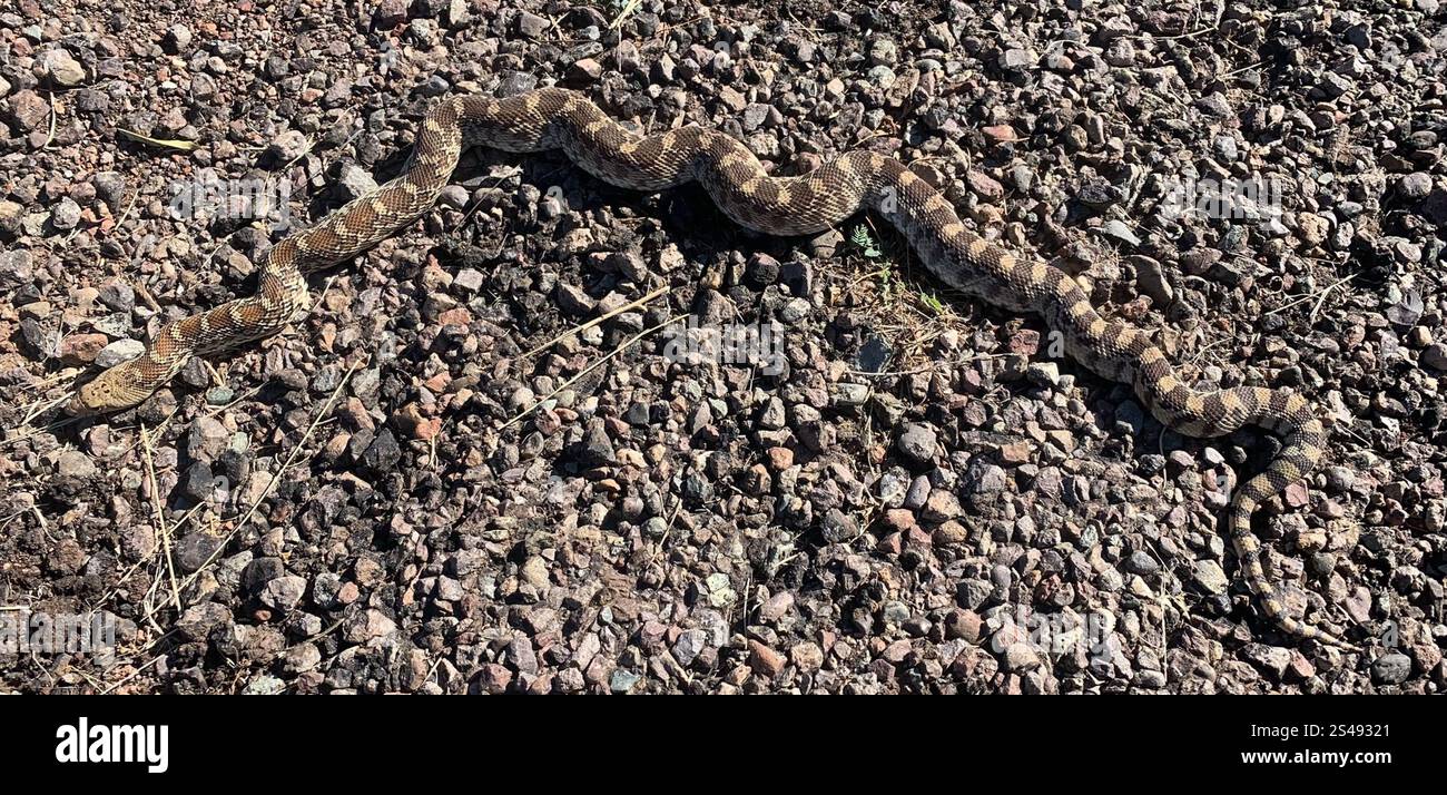 Sonoran gopher snake pituophis catenifer affinis hi-res stock ...