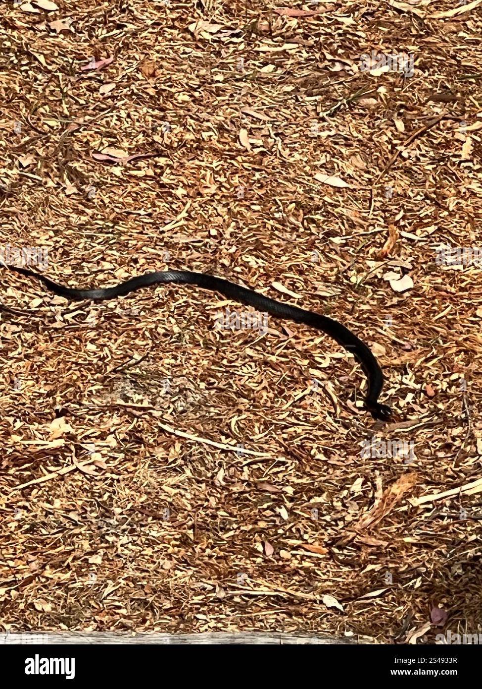 Red-bellied Black Snake (Pseudechis porphyriacus Stock Photo - Alamy