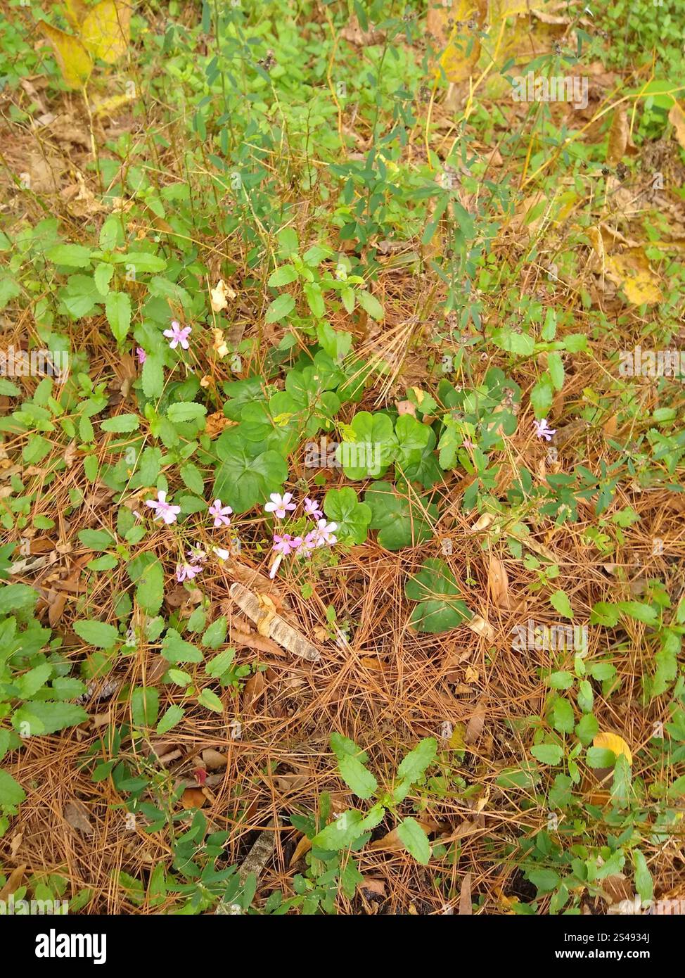 Largeflower pink-sorrel (Oxalis debilis Stock Photo - Alamy