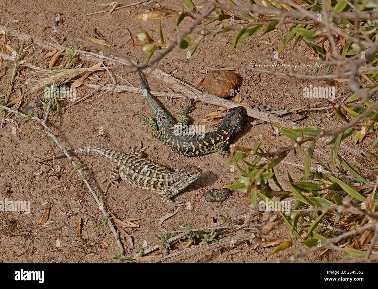 Black-faced Smooth-throated Lizard (Liolaemus melanops Stock Photo - Alamy
