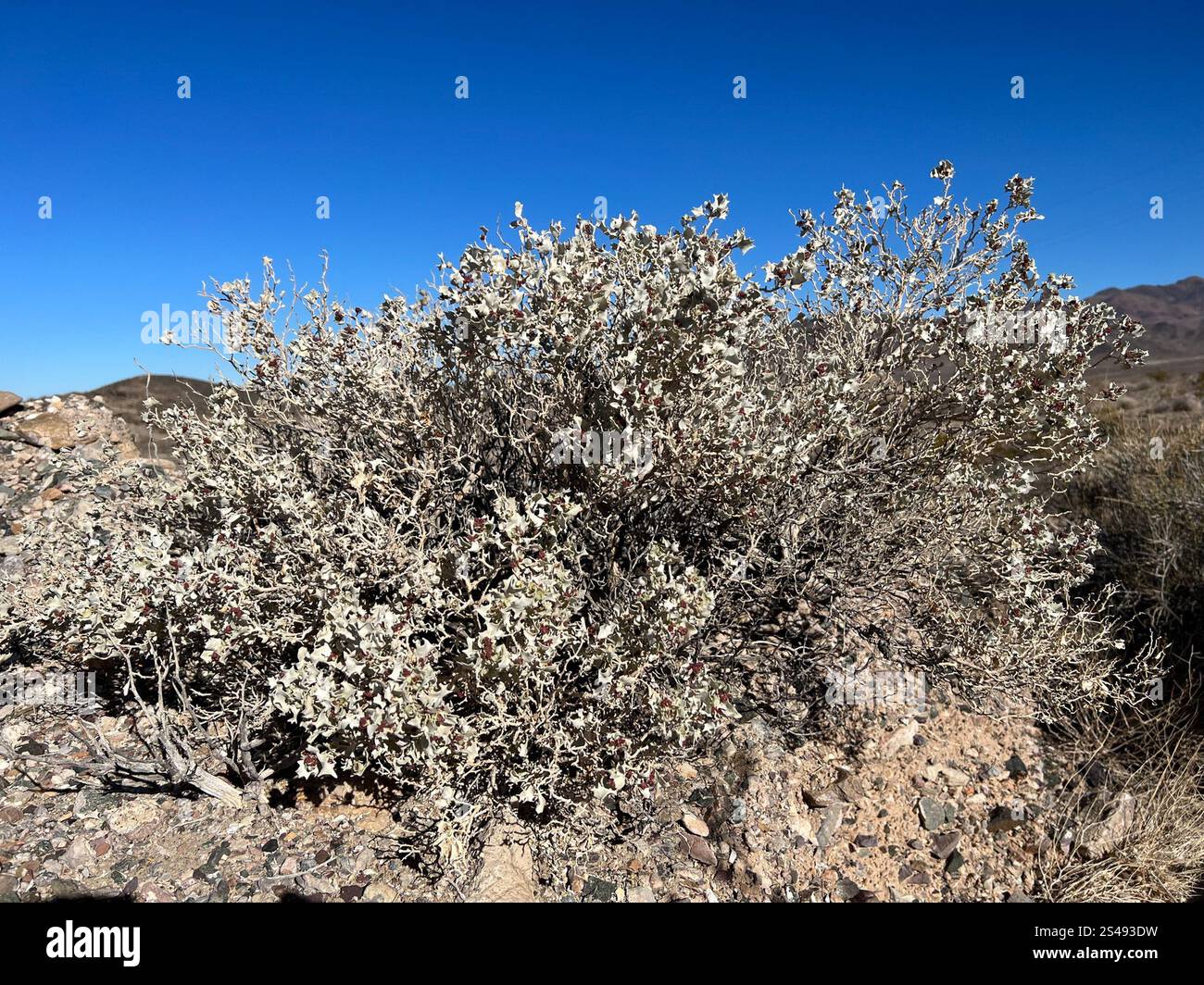 Desert Holly (Atriplex hymenelytra Stock Photo - Alamy