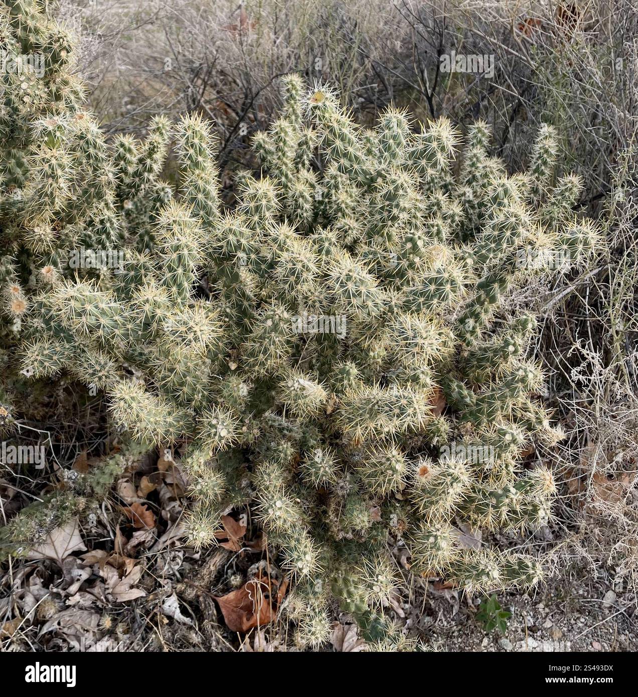 Silver Cholla (Cylindropuntia echinocarpa Stock Photo - Alamy