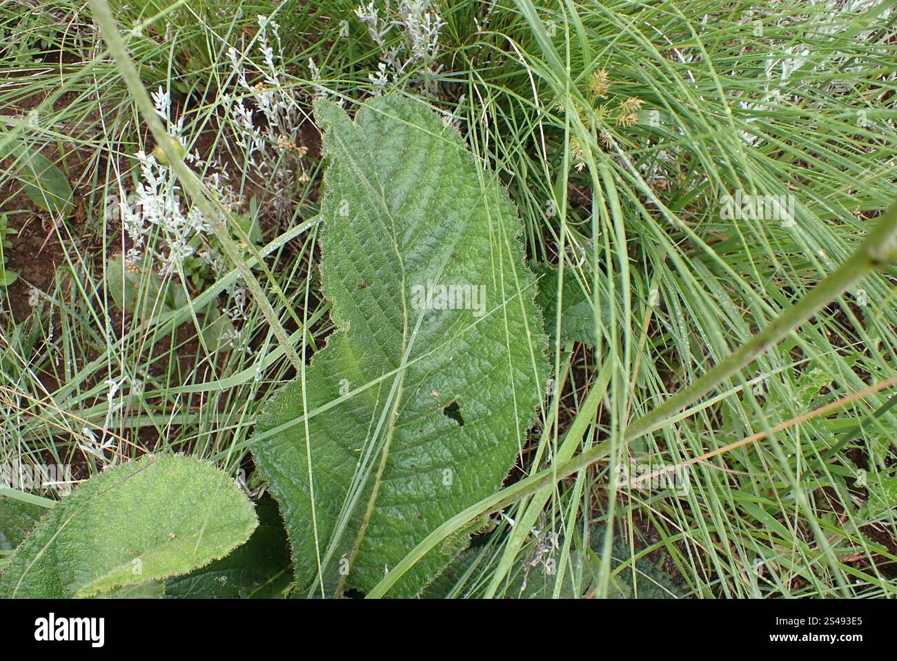 Bristle African Thistle (Berkheya setifera Stock Photo - Alamy