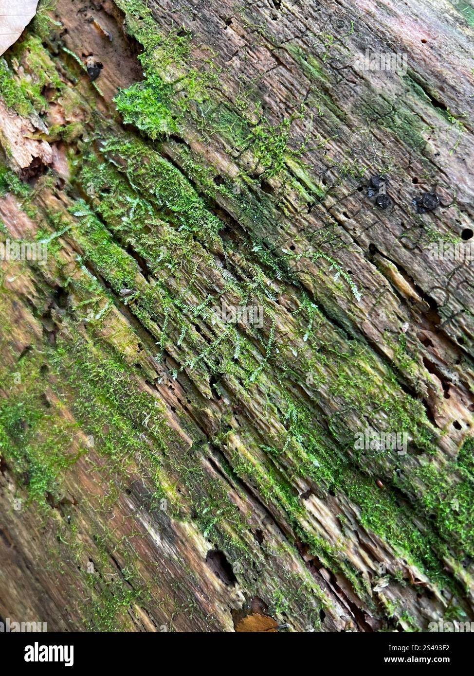 Streamside Leptodictyum Moss (Leptodictyum riparium Stock Photo - Alamy