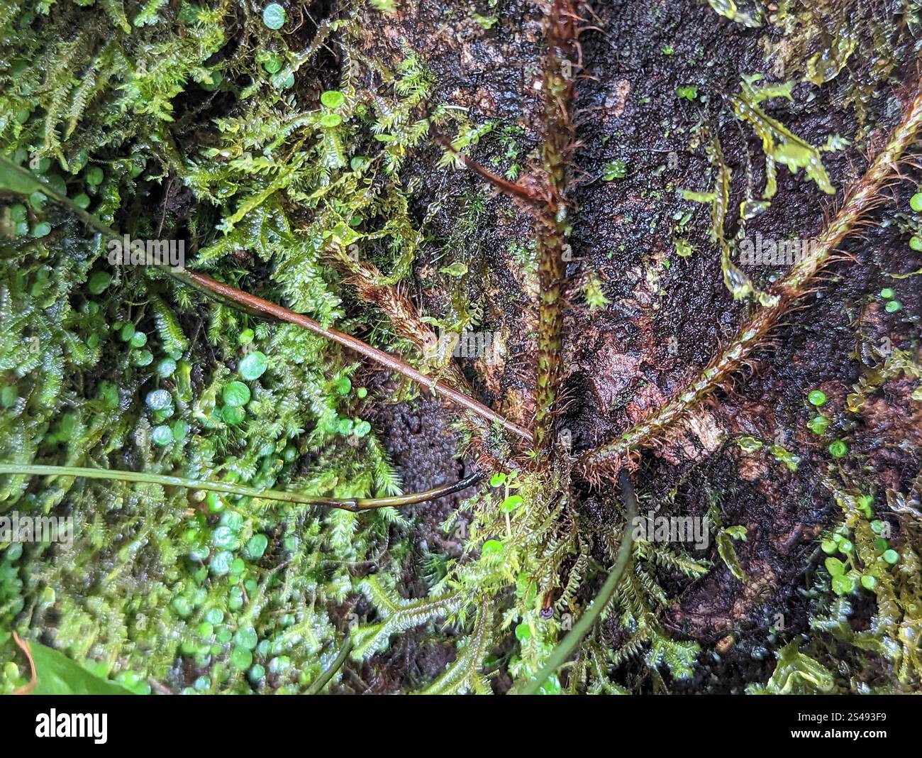 Oleander Fern (Oleandra articulata Stock Photo - Alamy