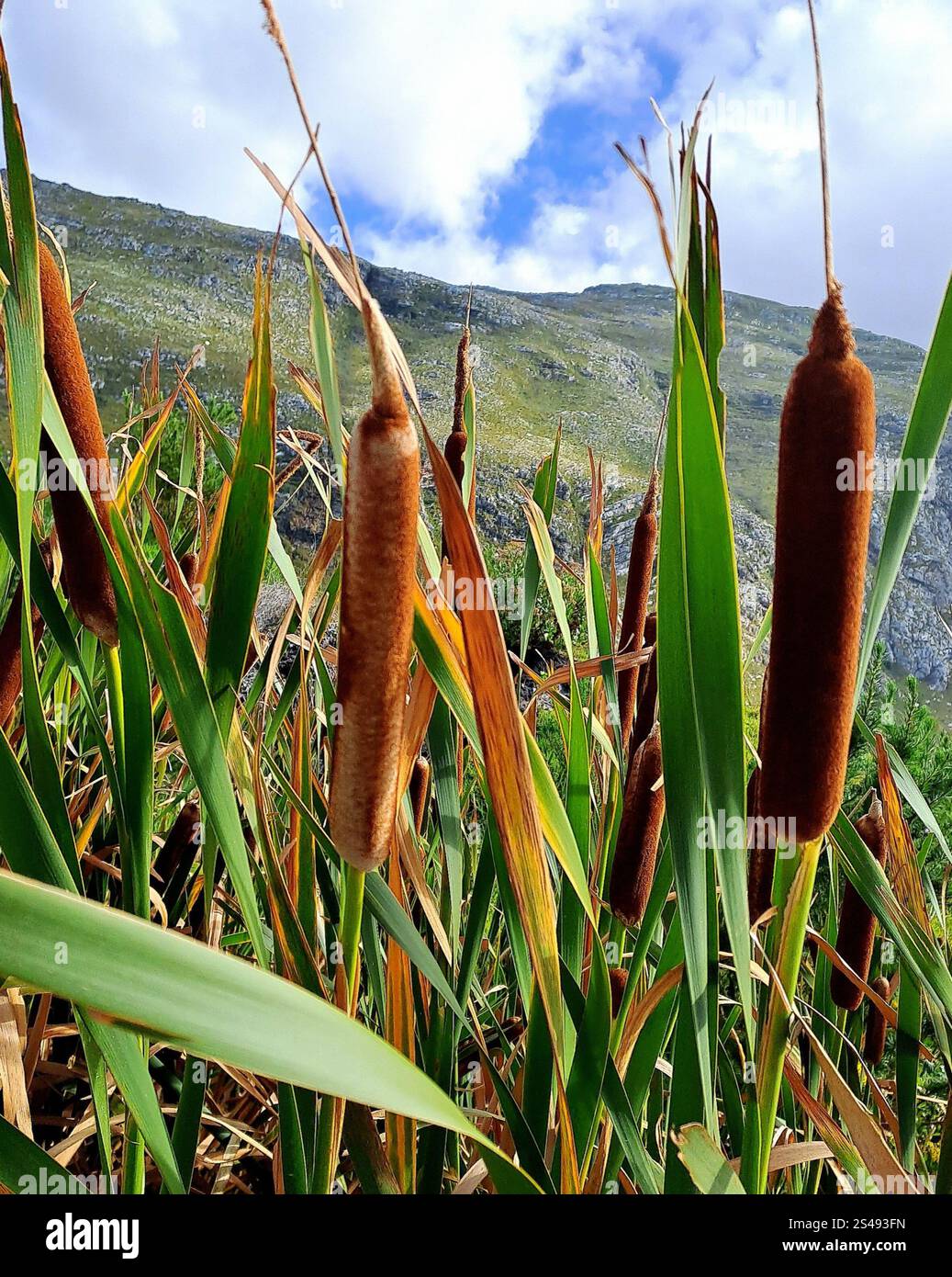 Cape Bulrush (Typha capensis Stock Photo - Alamy