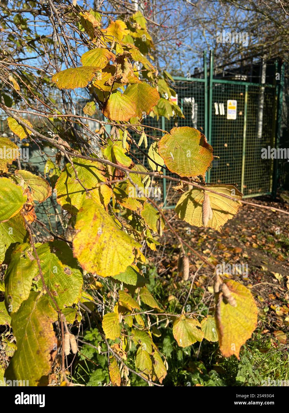 common hazel (Corylus avellana Stock Photo - Alamy