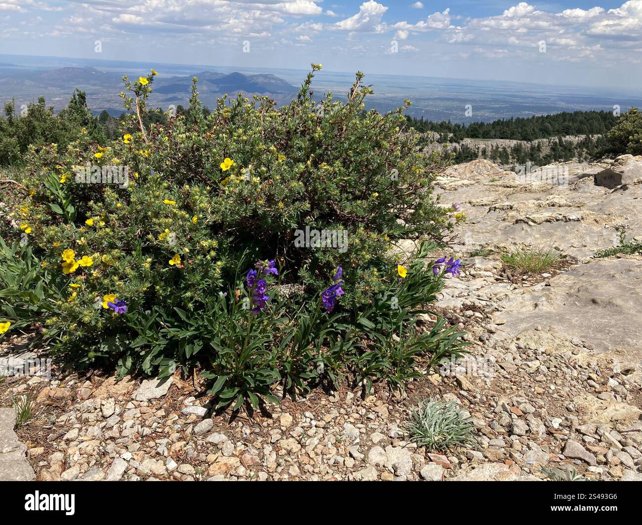 shrubby cinquefoil (Dasiphora fruticosa Stock Photo - Alamy