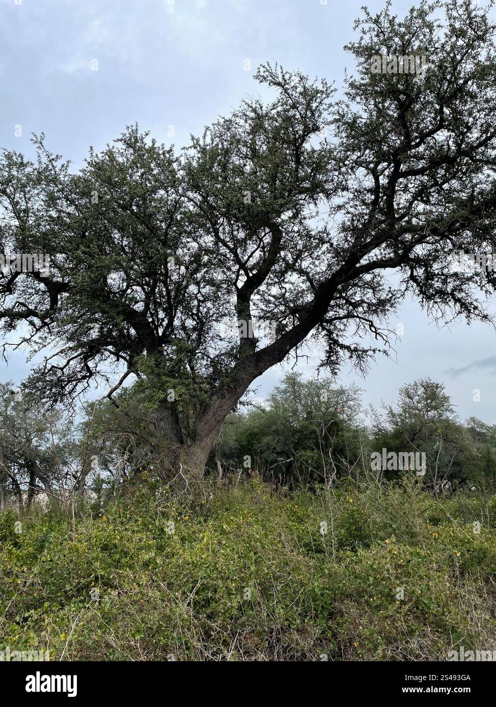Texas live oak (Quercus fusiformis Stock Photo - Alamy