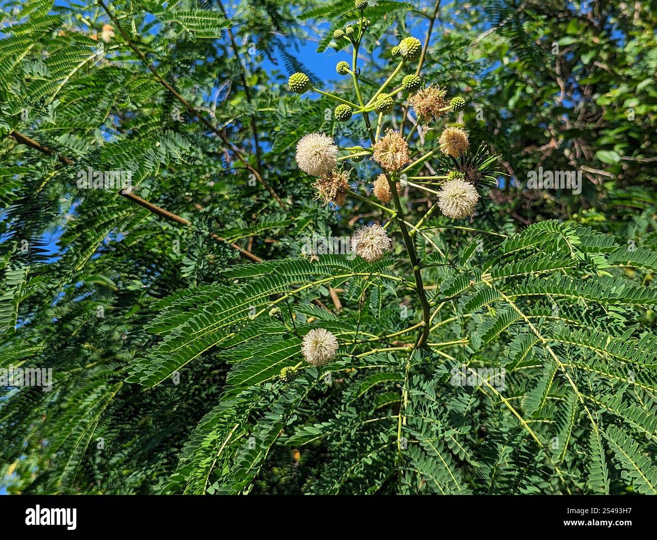 White leadtree (Leucaena leucocephala Stock Photo - Alamy
