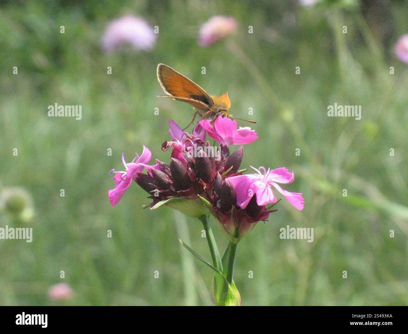 Dianthus capitatus hi-res stock photography and images - Alamy