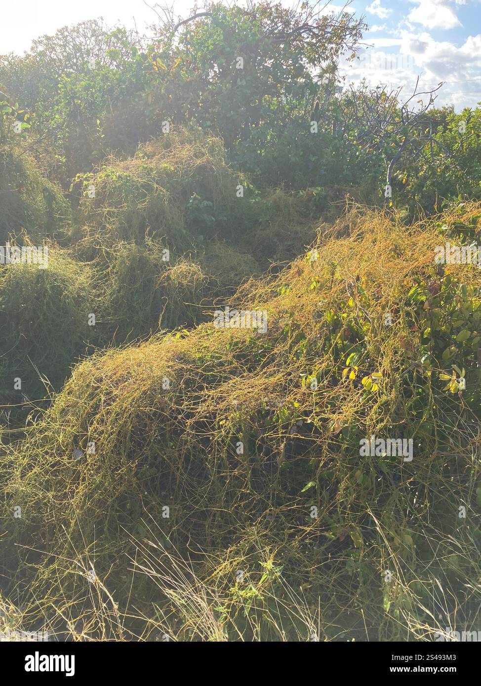 laurel dodder (Cassytha filiformis Stock Photo - Alamy