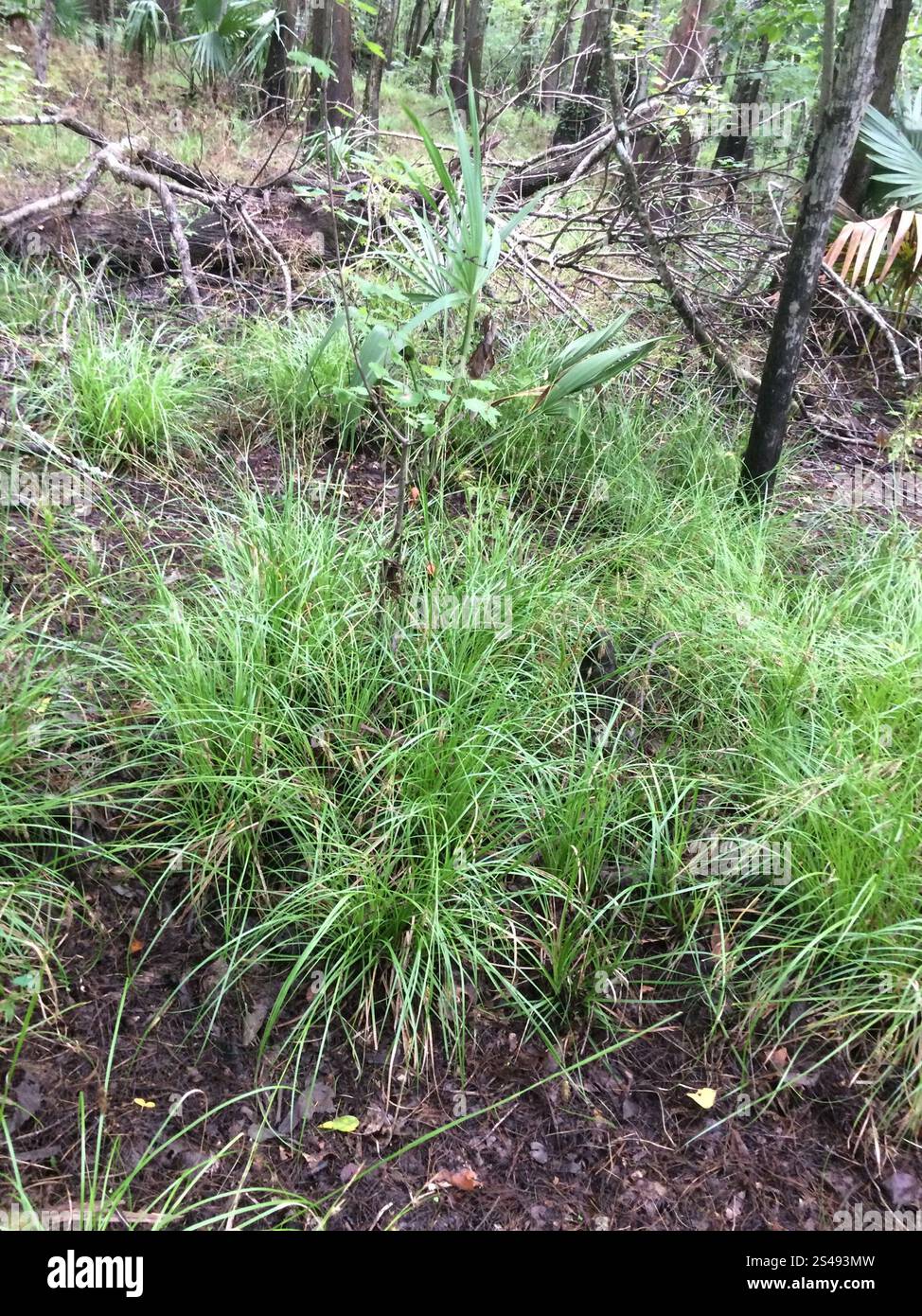 Cherokee sedge (Carex cherokeensis Stock Photo - Alamy