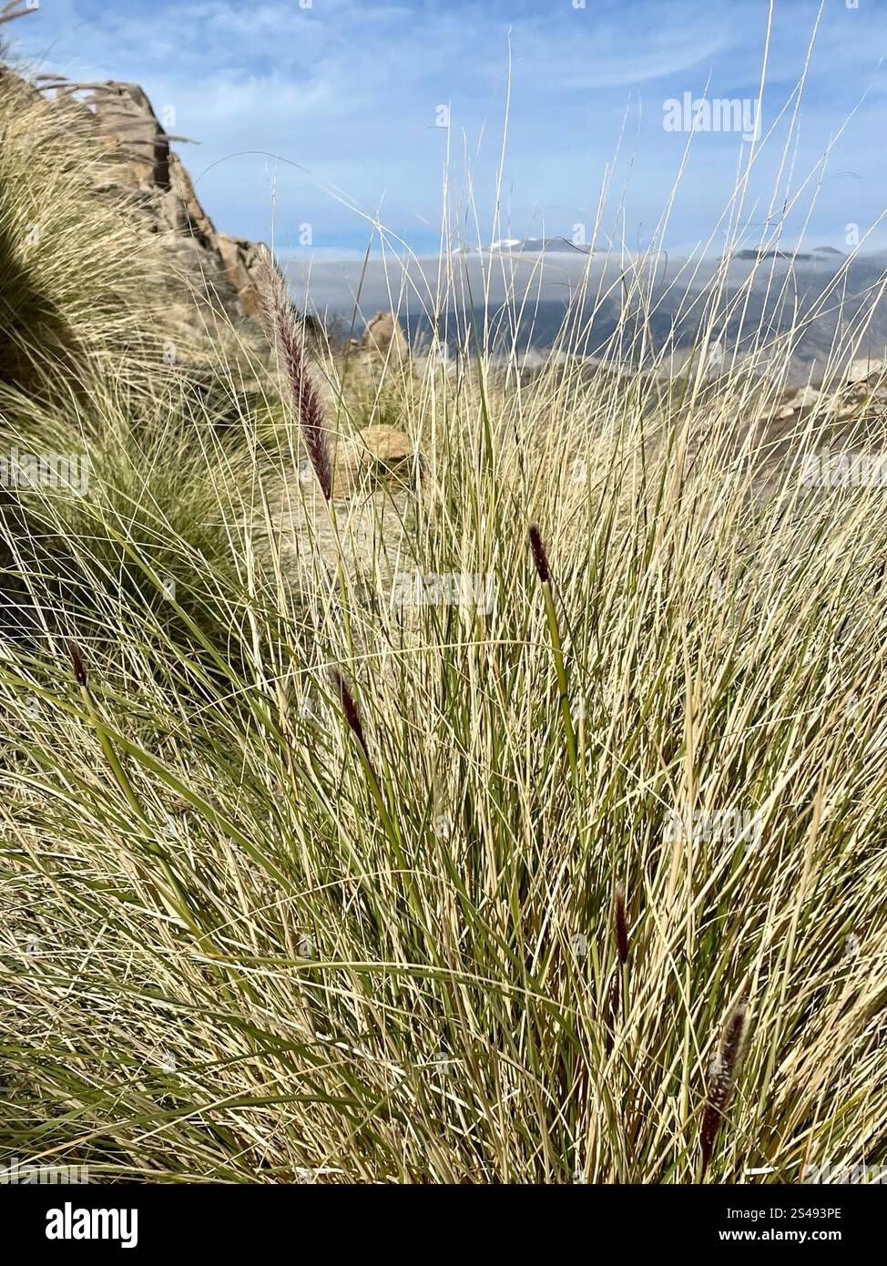 Fountain Grass (Cenchrus setaceus Stock Photo - Alamy