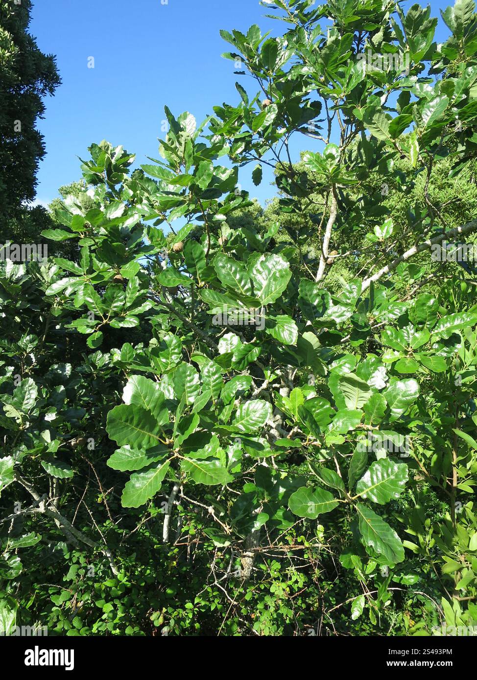 Moroccan Gall Oak (Quercus × tlemcenensis Stock Photo - Alamy