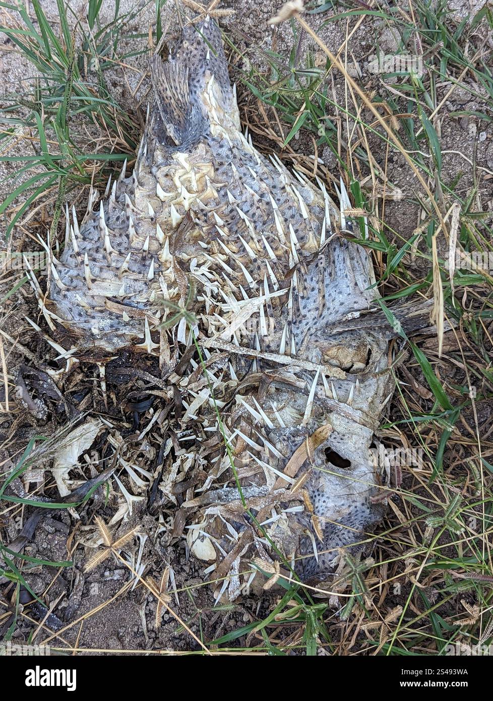 Spotted Porcupinefish (Diodon hystrix Stock Photo - Alamy