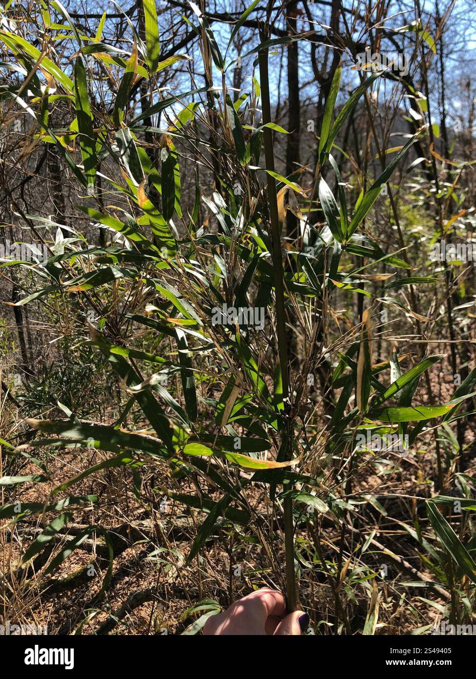 river cane (Arundinaria gigantea Stock Photo - Alamy