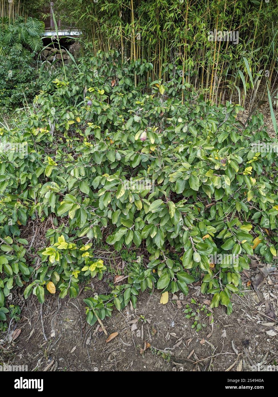 Climbing fig (Ficus pumila Stock Photo - Alamy