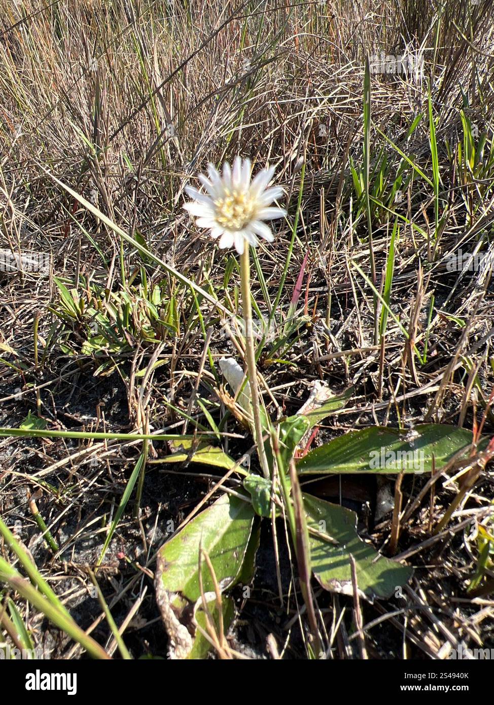 Pineland Daisy (Chaptalia tomentosa Stock Photo - Alamy