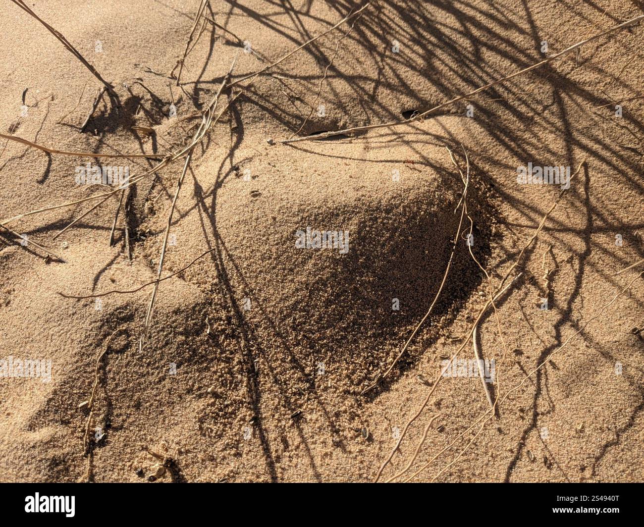 Californicus-group Harvester Ants (Pogonomyrmex californicus Stock ...