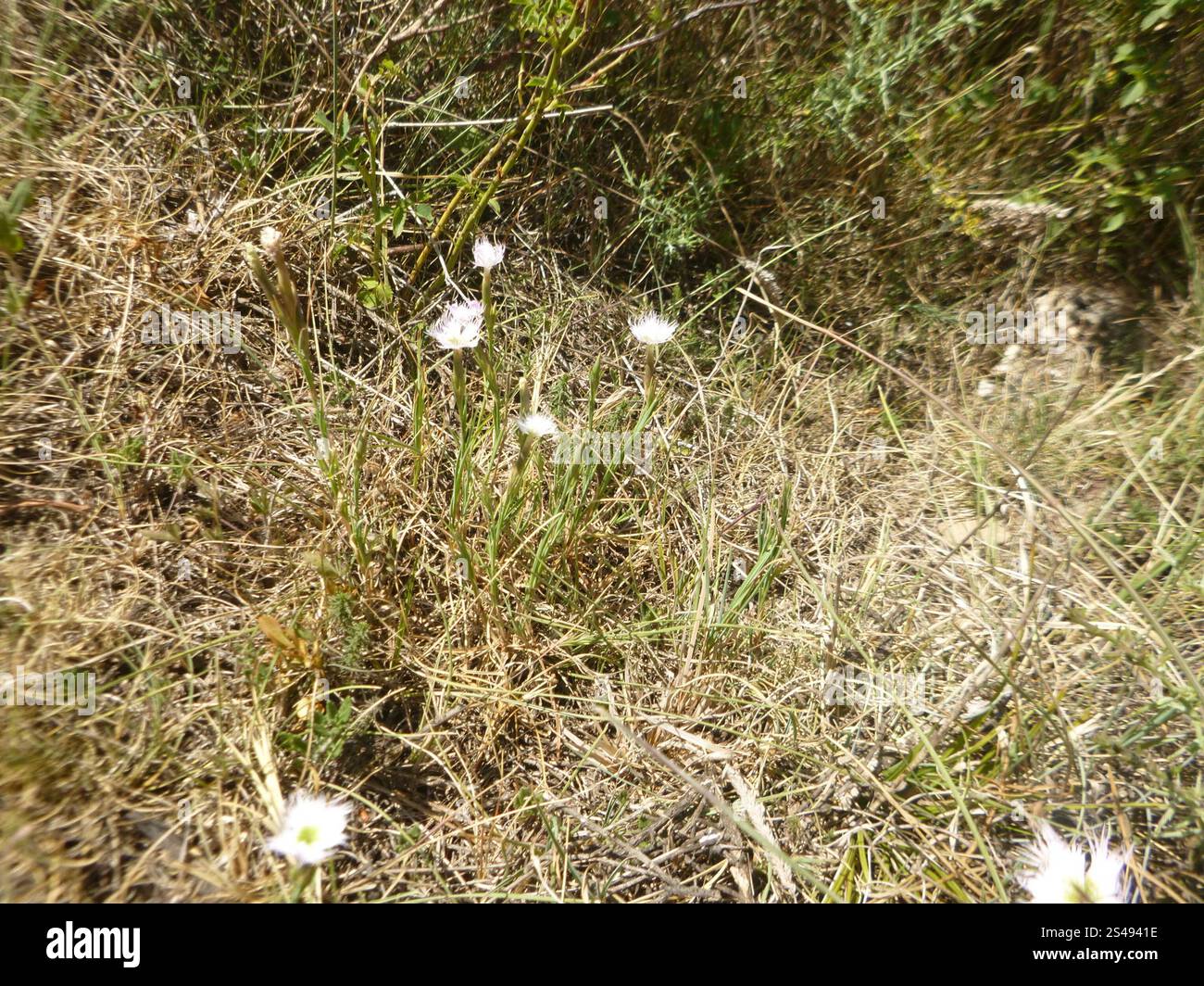 Fringed Pink (Dianthus hyssopifolius Stock Photo - Alamy