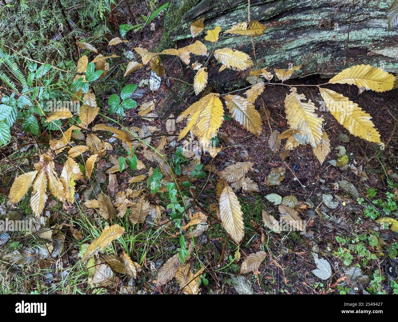 Red Alder (Alnus rubra Stock Photo - Alamy