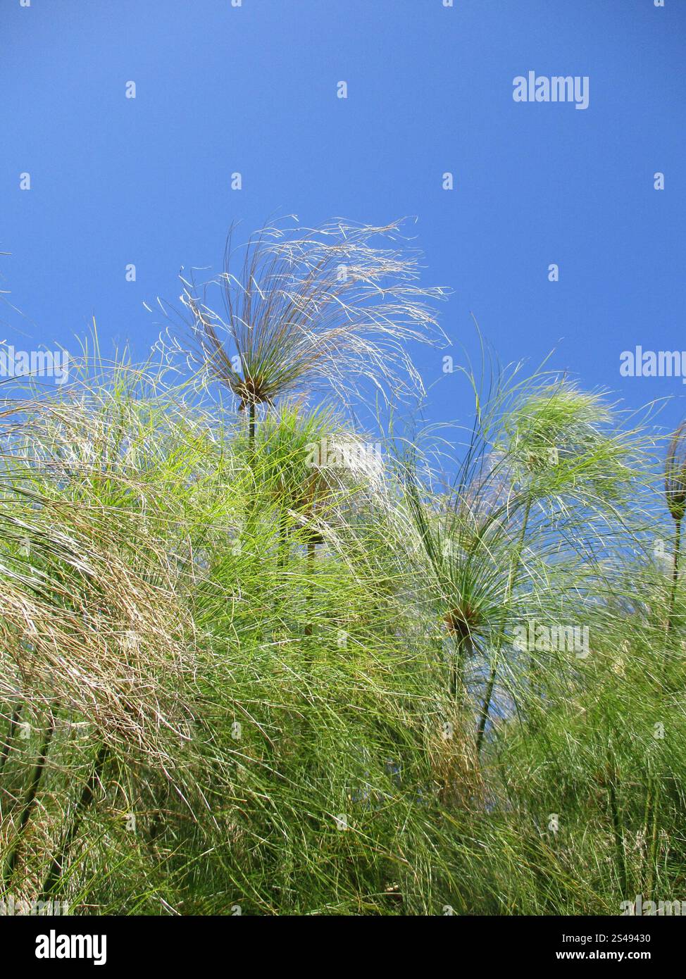 Papyrus sedge (Cyperus papyrus Stock Photo - Alamy