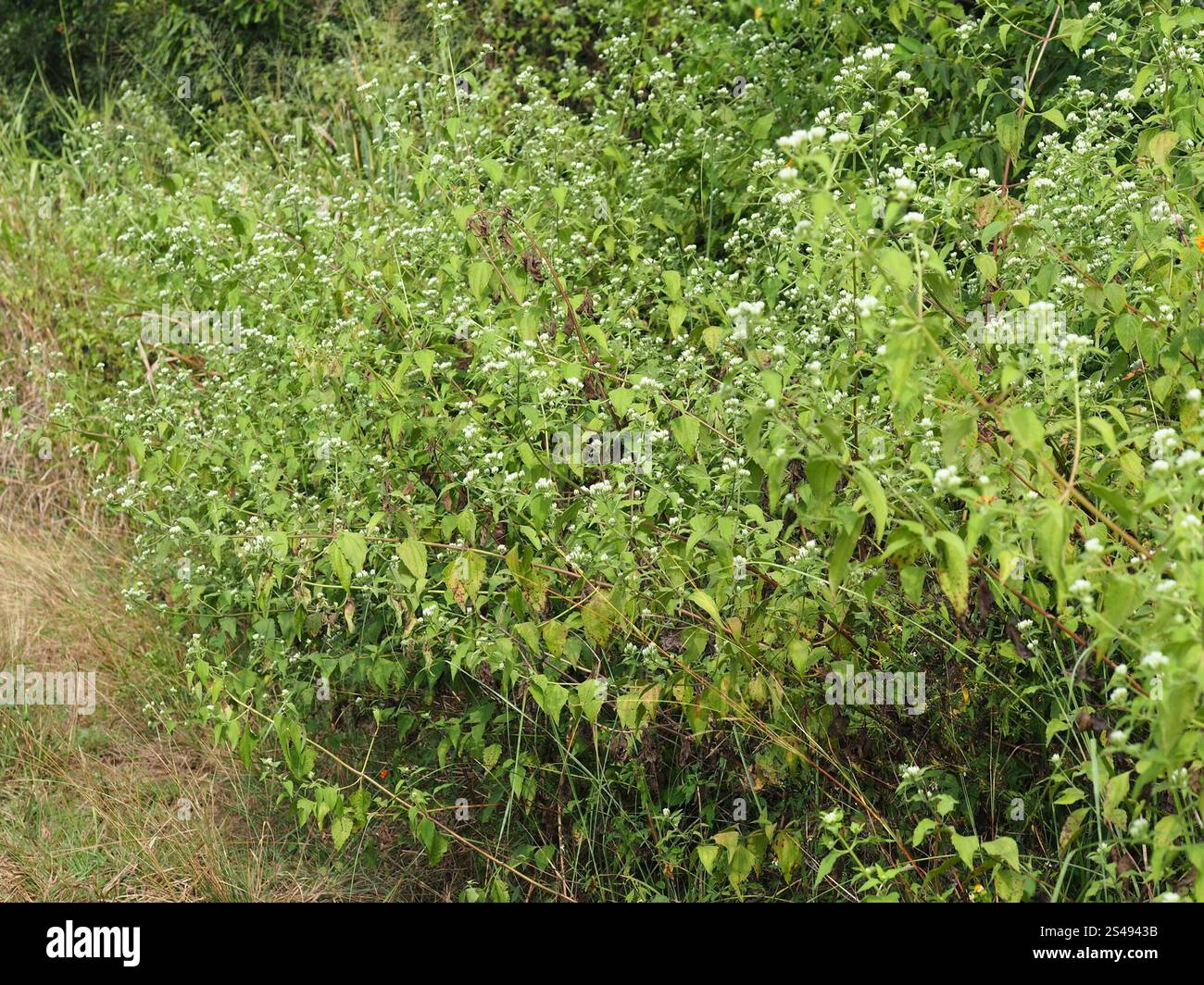 Siam weed (Chromolaena odorata Stock Photo - Alamy