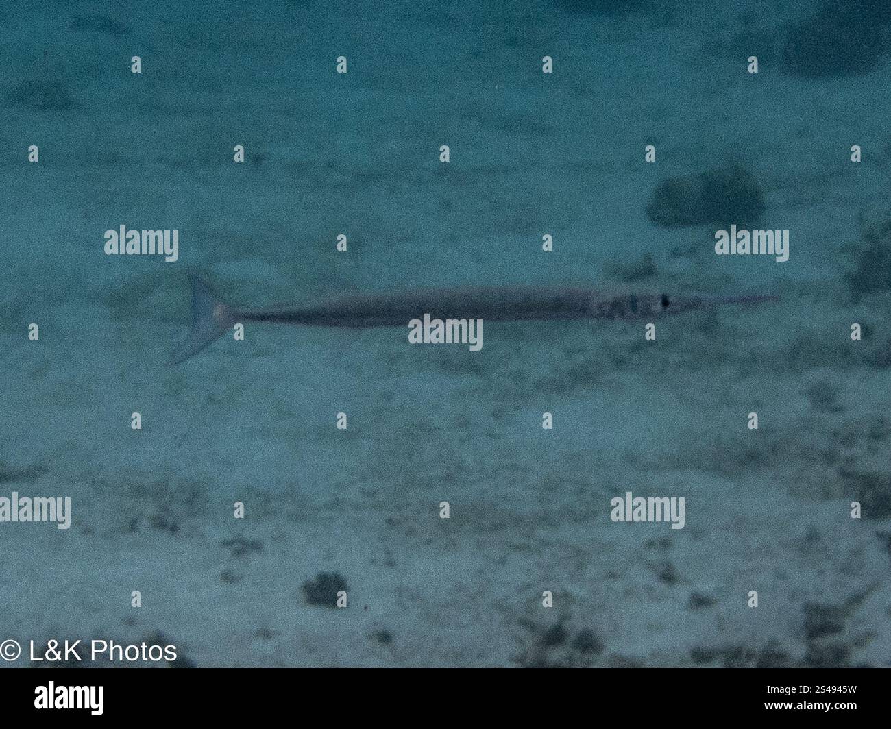 Houndfish (Tylosurus crocodilus Stock Photo - Alamy