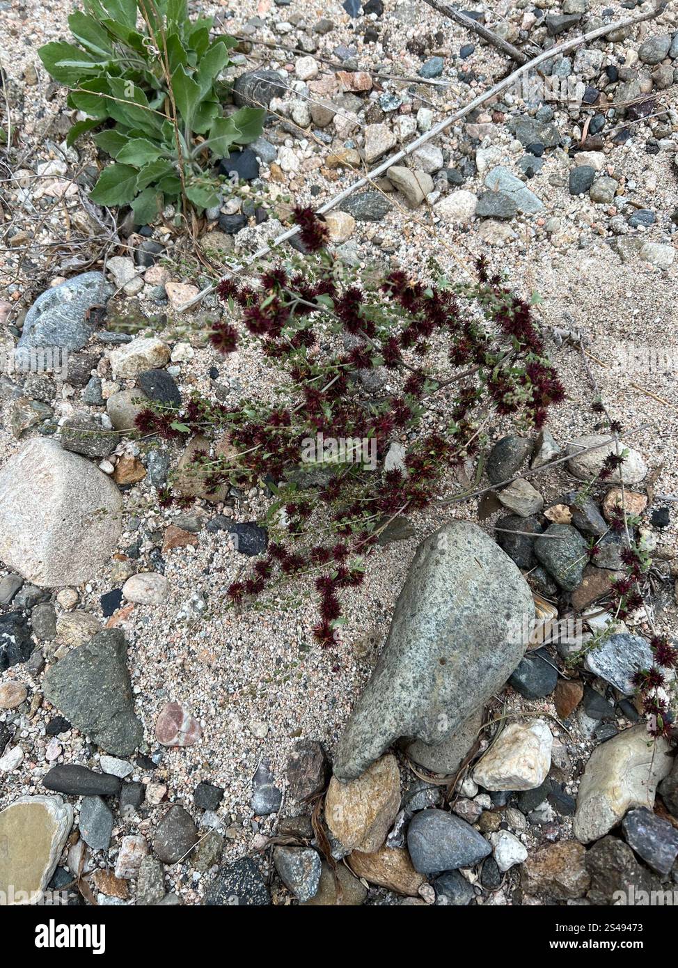 Flatspine Bursage (Ambrosia acanthicarpa Stock Photo - Alamy
