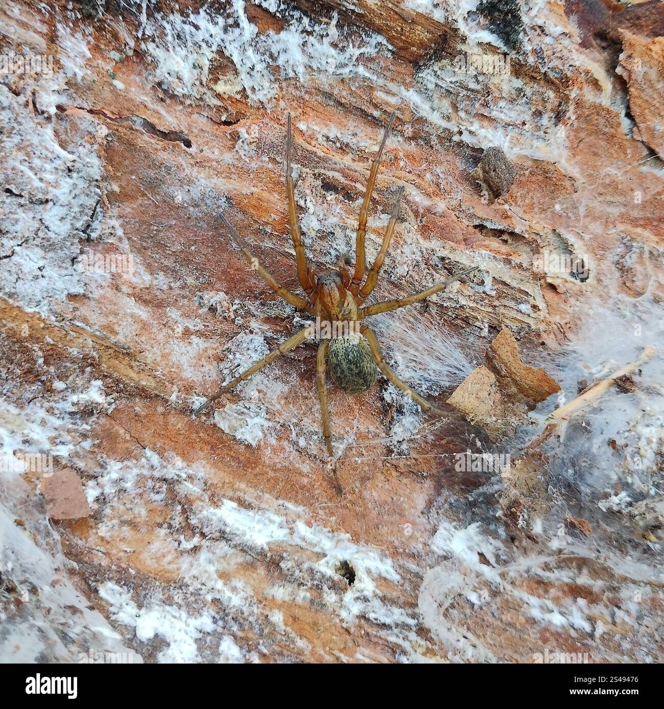 Hobo Spider (Eratigena agrestis Stock Photo - Alamy