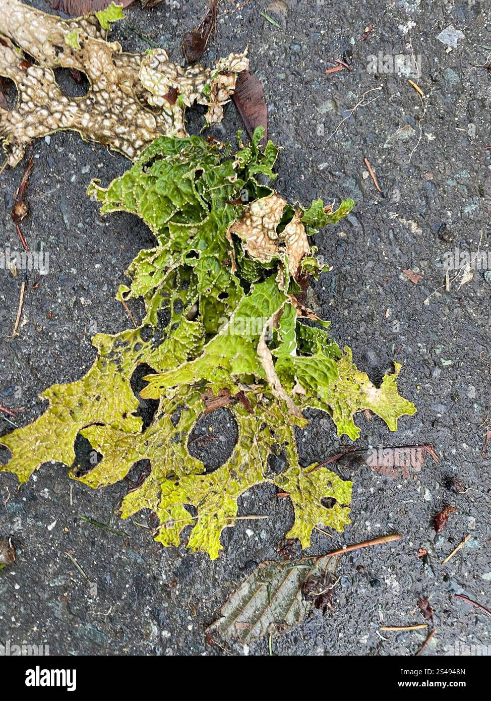 Tree Lungwort (Lobaria pulmonaria Stock Photo - Alamy