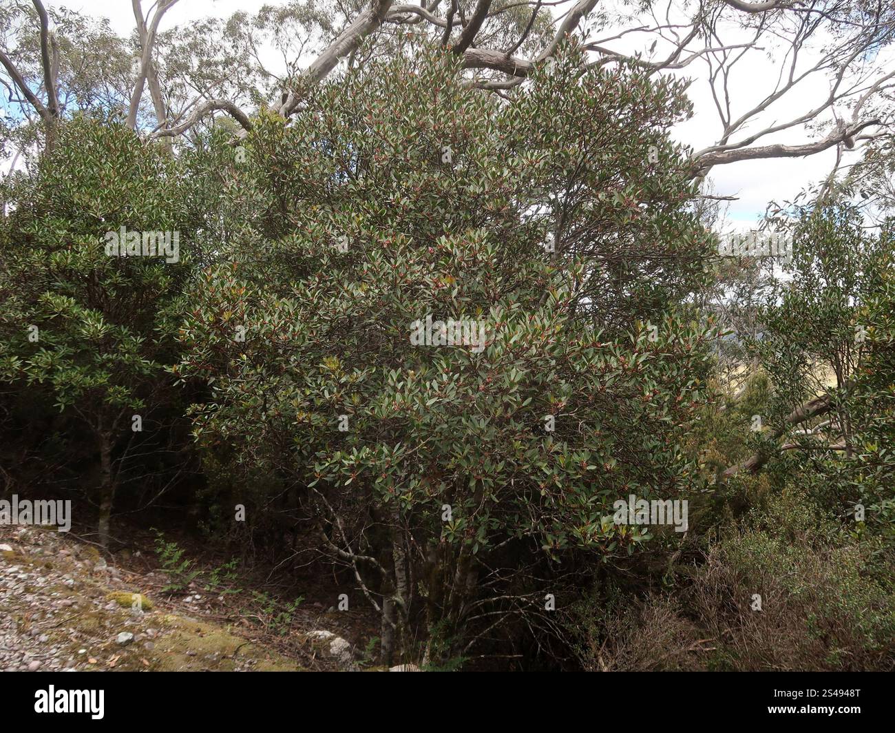 Mountain Pepper (Tasmannia lanceolata Stock Photo - Alamy