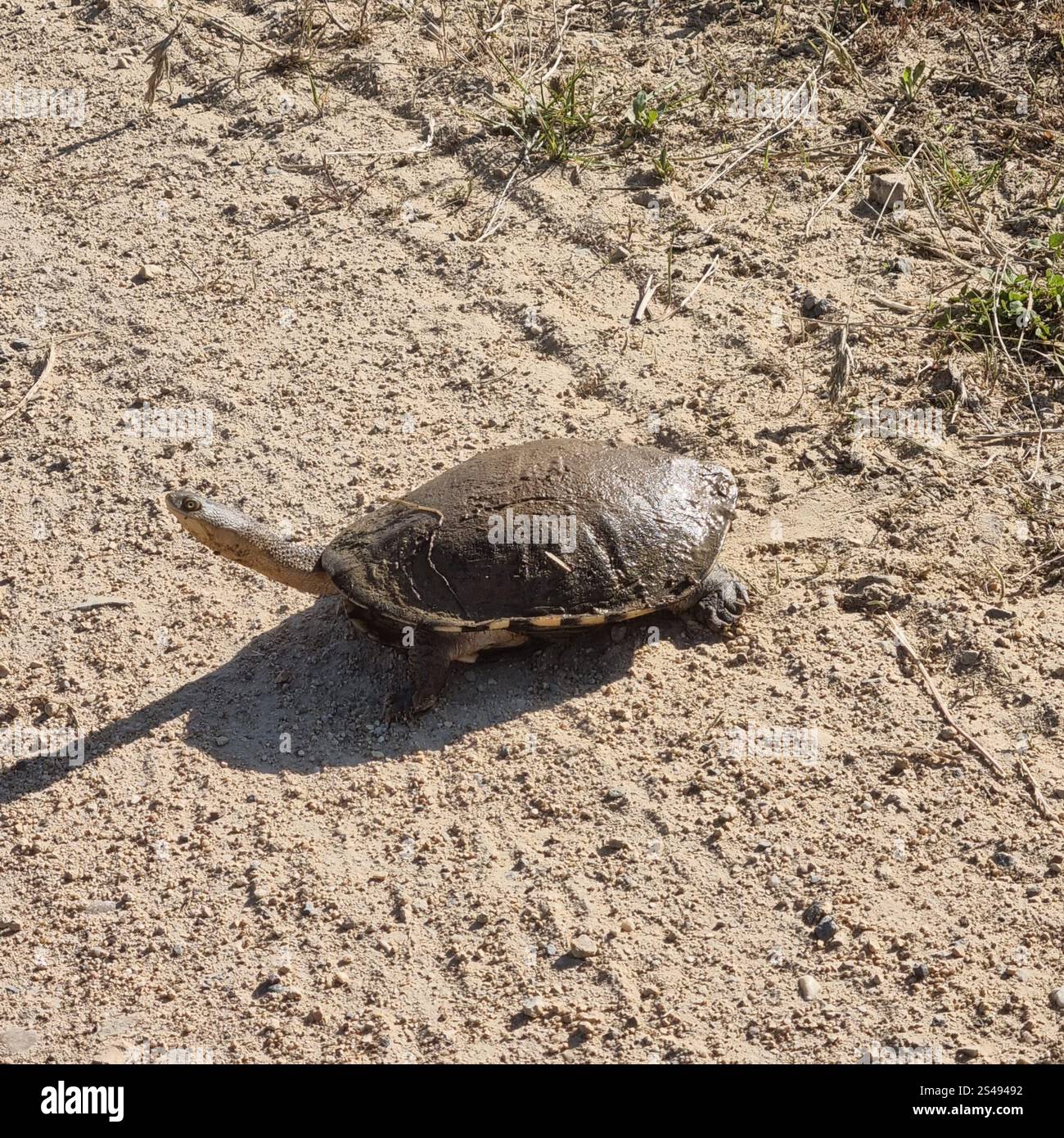 Eastern Snake-necked Turtle (Chelodina longicollis Stock Photo - Alamy