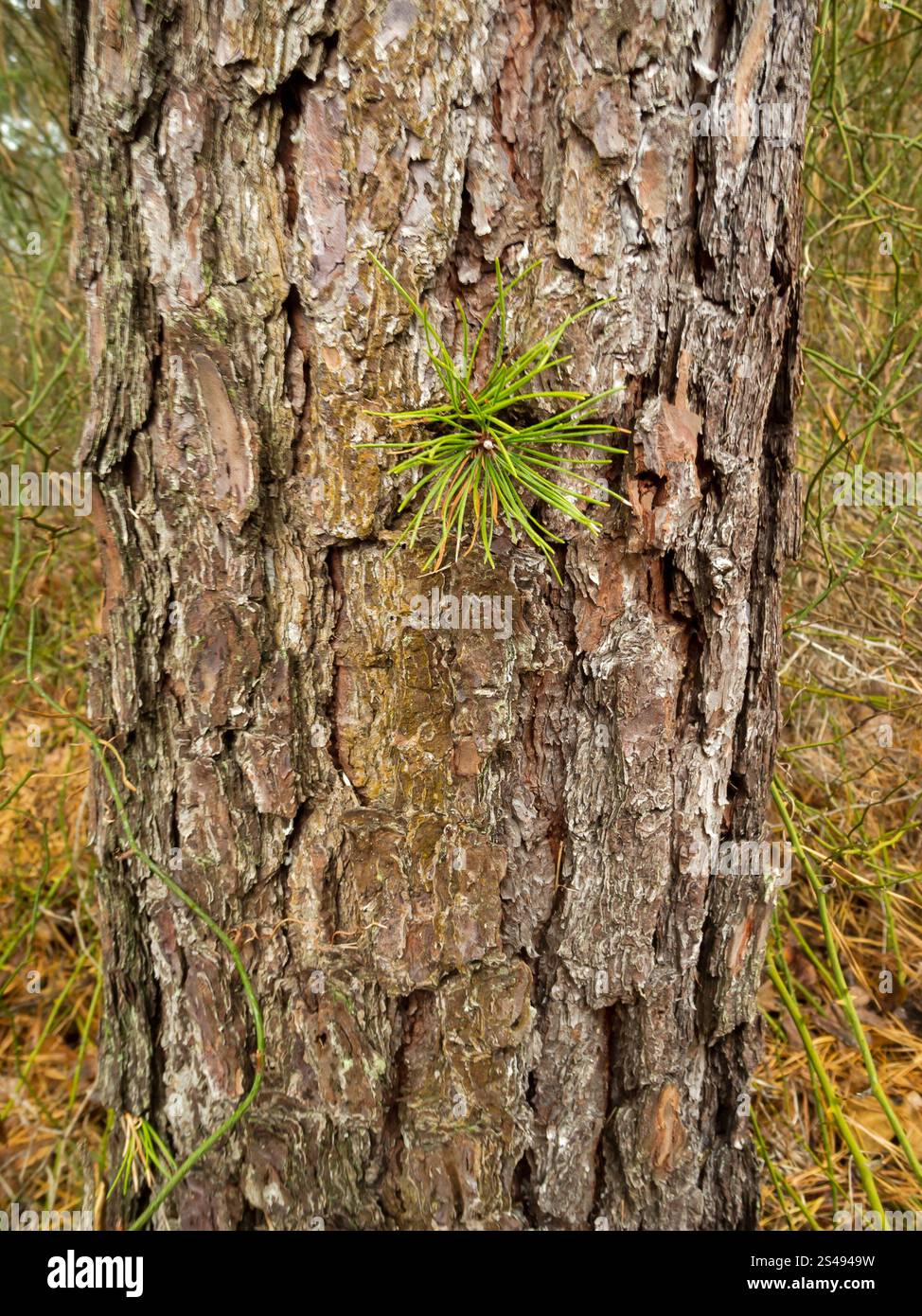 pitch pine (Pinus rigida Stock Photo - Alamy