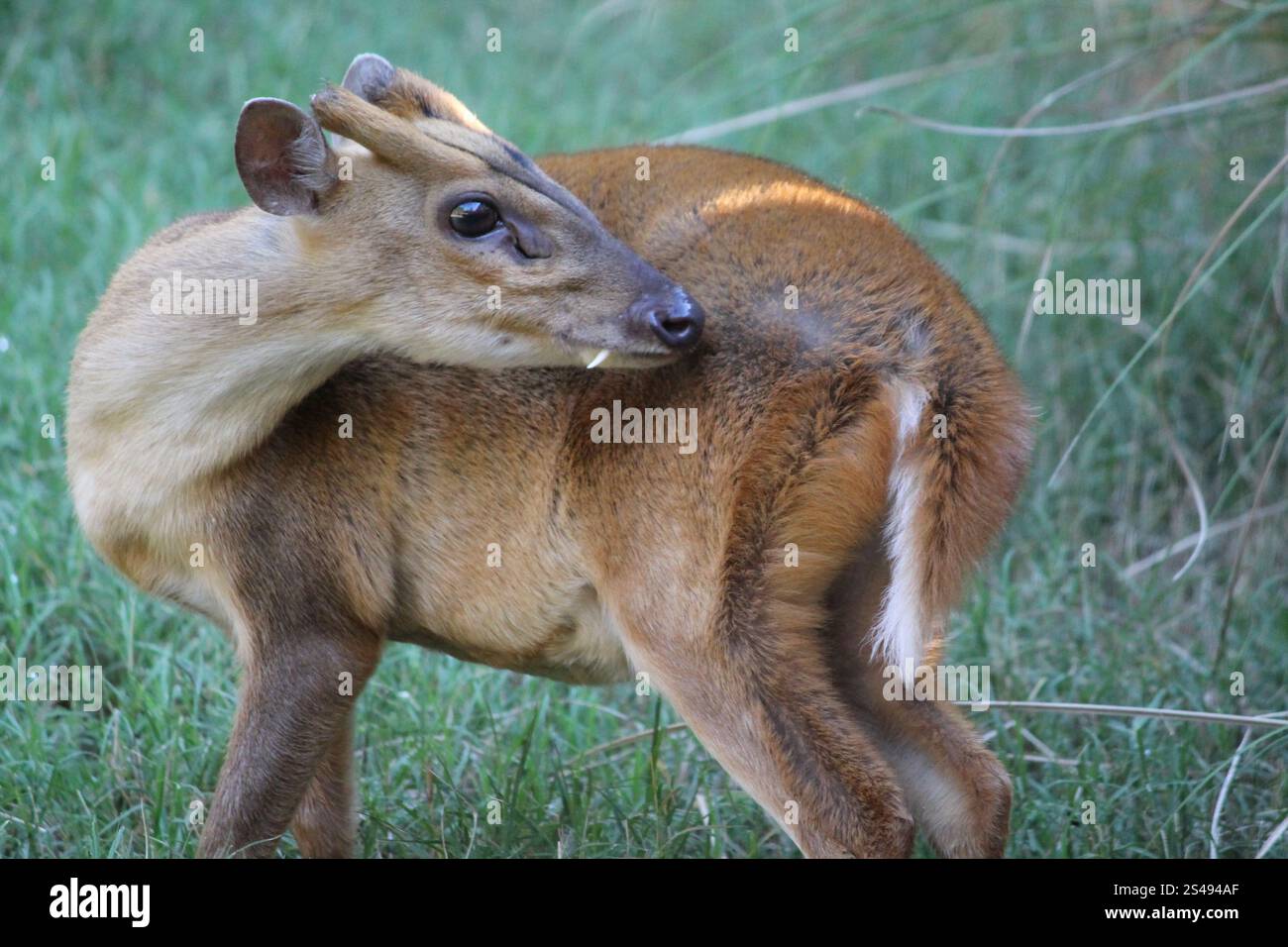 Reeves's muntjac Animal Muntiacus reevesi Stock Photo - Alamy