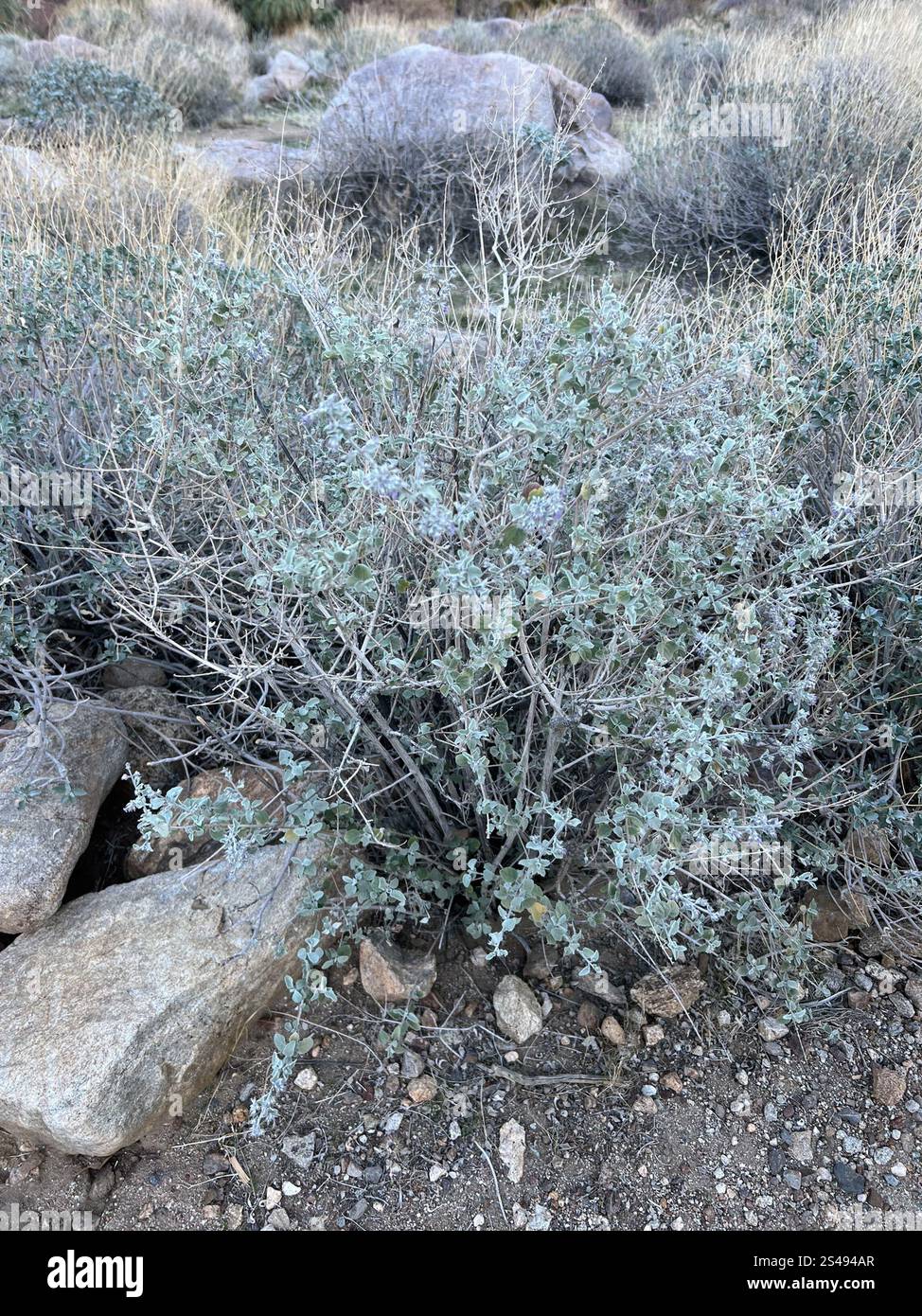 desert lavender (Condea emoryi Stock Photo - Alamy
