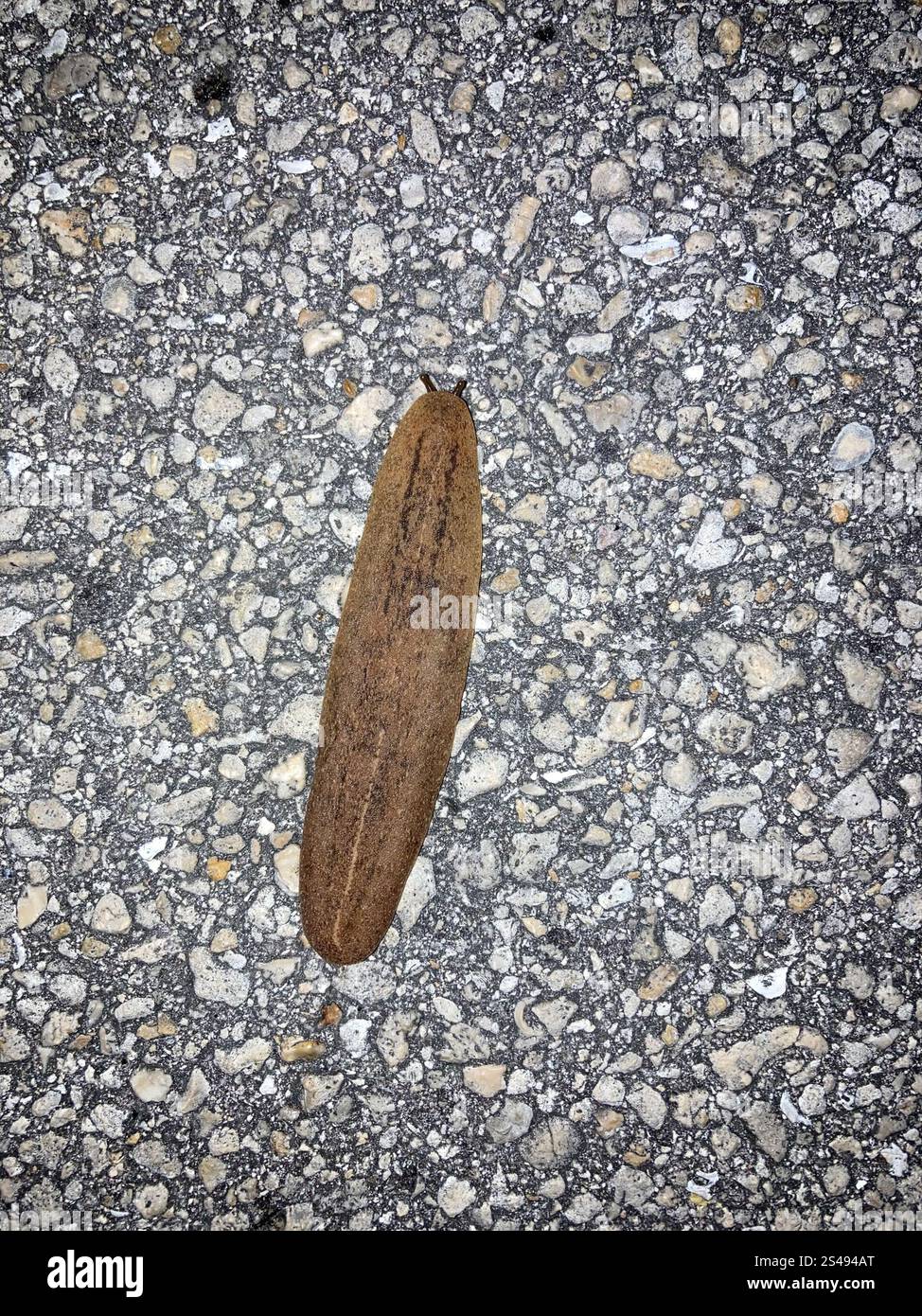 Florida Leatherleaf Slug (Leidyula floridana Stock Photo - Alamy